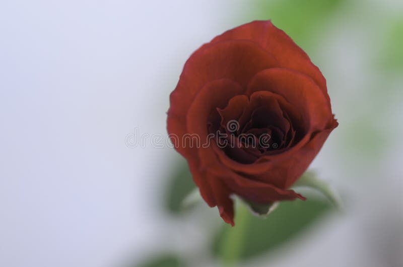One Rose Picture. Image: 30934505