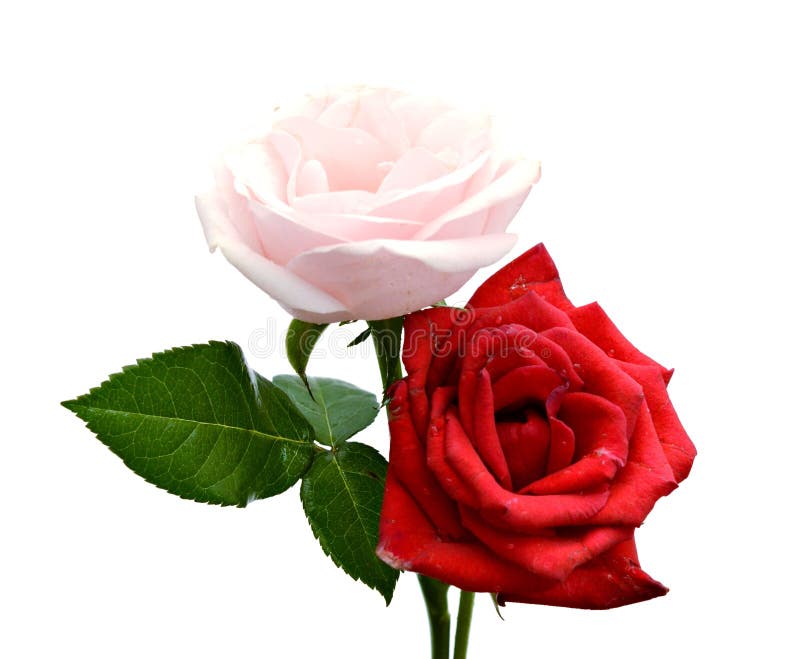 One rose. stock image. Image of isolated, floral, romance - 206708617