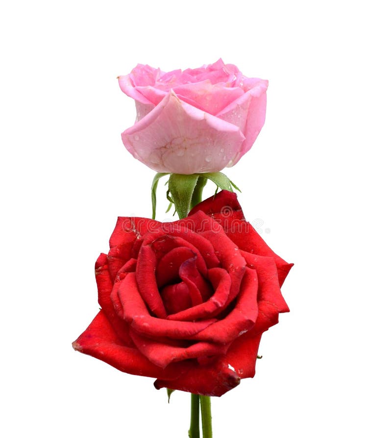 One rose. stock photo. Image of white, flower, isolated - 206708620