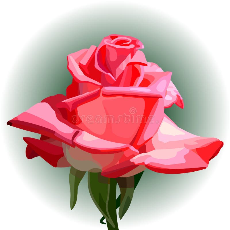 One rose stock vector. Illustration of fresh, beauty - 74567385