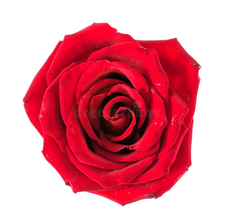 One Rose on a White Background, without Leaves. Stock Image - Image of ...