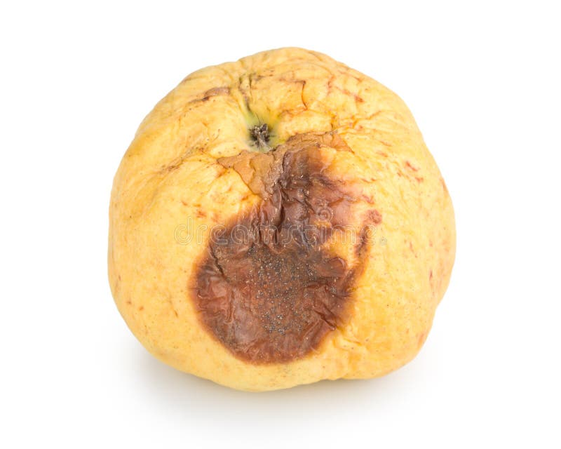 One rotten apple stock image. Image of illness, close - 22374635