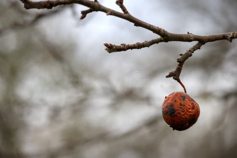 .one Rotten Apple Hanging from a Tree Branch Stock Image - Image of ...
