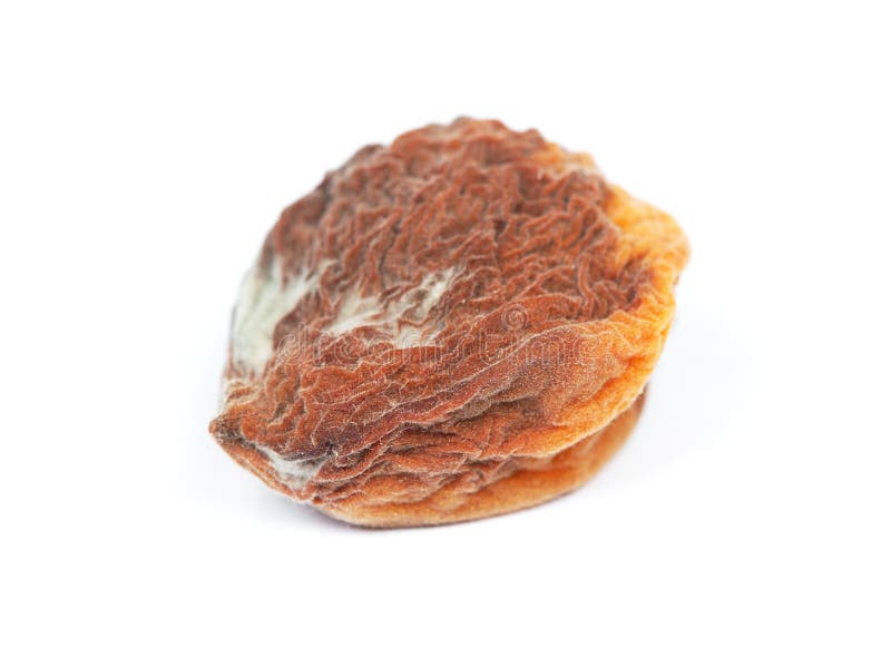 One rotten apricot stock image. Image of illness, cutout - 170235571