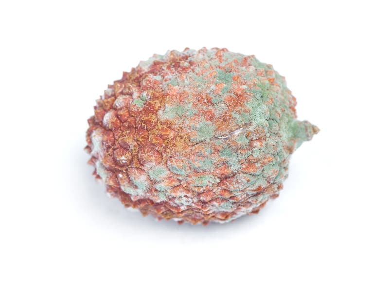 Rotten Lychee Fruit Stock Photos - Free & Royalty-Free Stock Photos ...