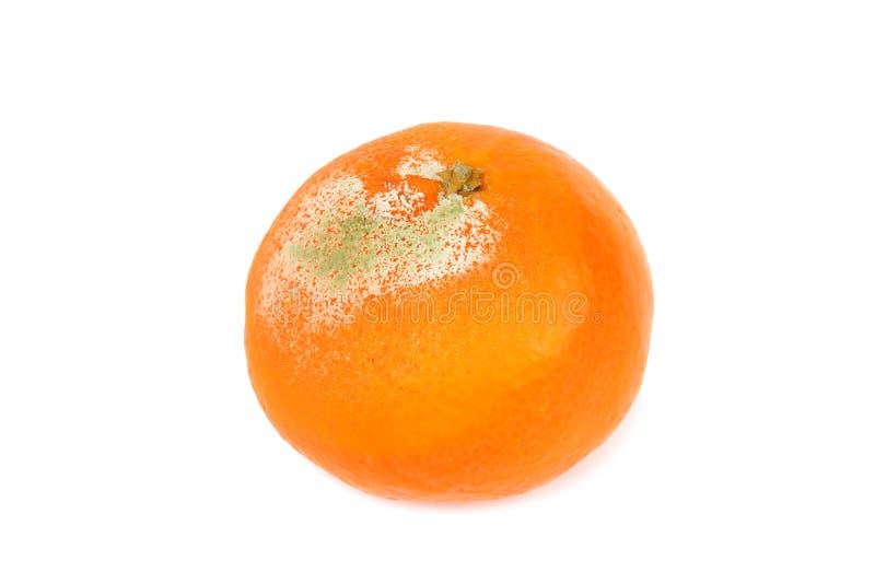 Rotten Mandarin Isolated on a White Background Stock Photo - Image of ...