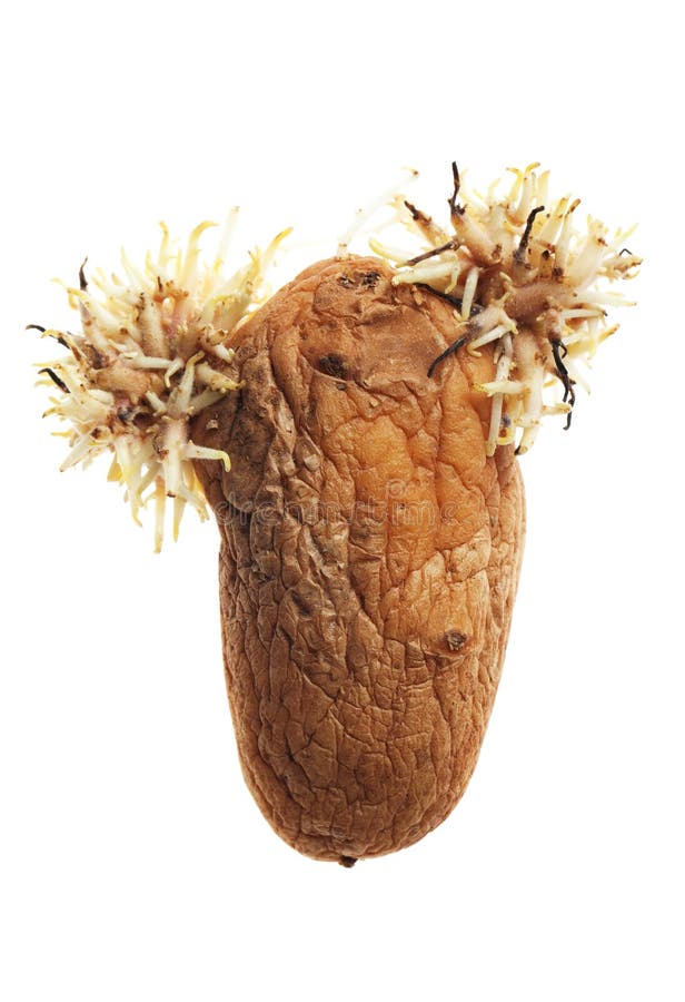 Rotten Potato with Angry Face Stock Photo - Image of shoots, vertical ...