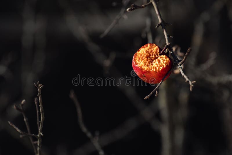 One Rotten Red Apple on Tree Stock Image - Image of freshness, garden ...