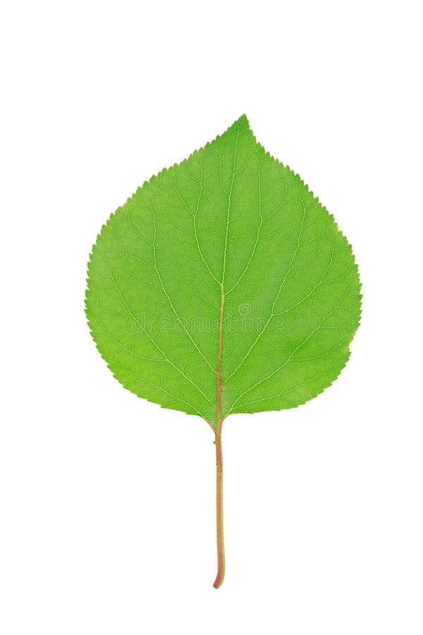 One Green Leaf Isolated on White Background Stock Photo - Image of ...