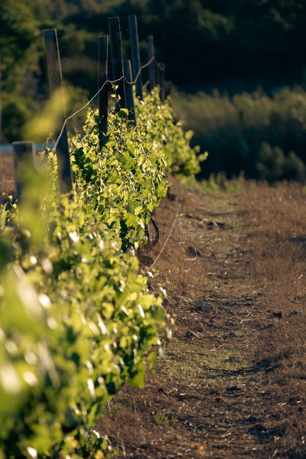 One row of grape vines stock photo. Image of grapes - 384642054