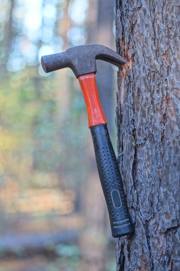 One Rusty Hammer with Red Black Handle Sticks Out in Brown Bark Stock ...