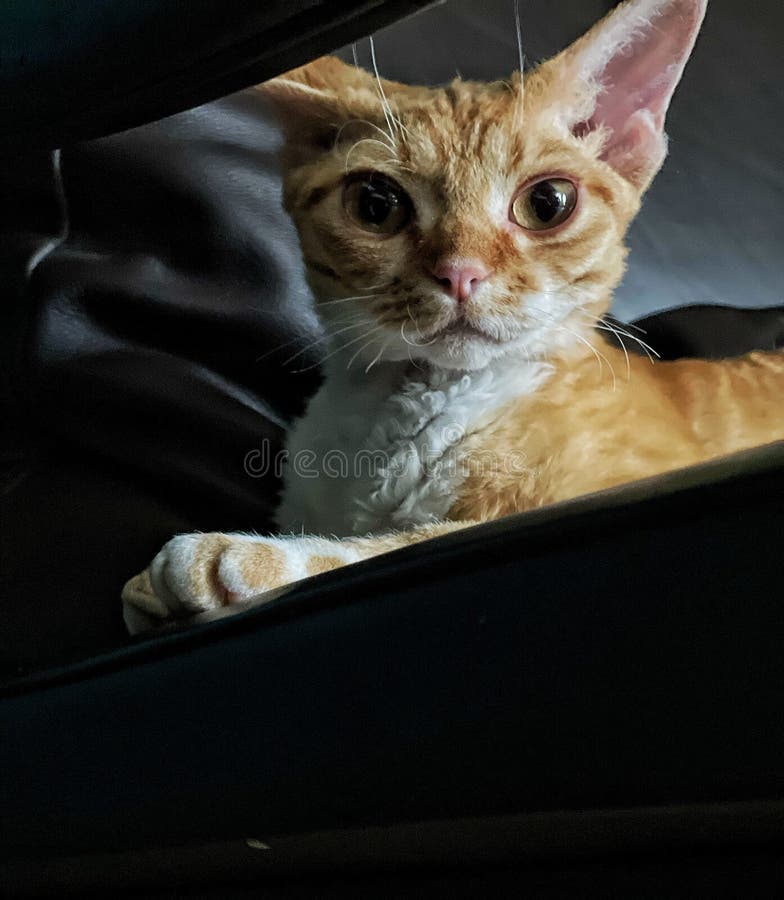 Macaw cat stock photo. Image of drawing, animal, whiskers - 250785144