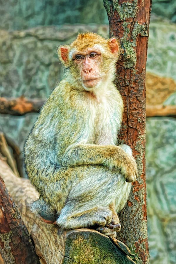 One sad monkey stock image. Image of wildlife, tropical - 12256121