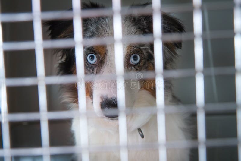 One sad pound puppy stock photo. Image of fear, locked - 63424342