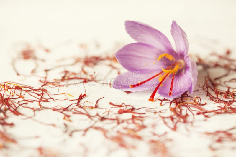 One Saffron Flower and a Lot of Drying Saffron Types Stock Image ...