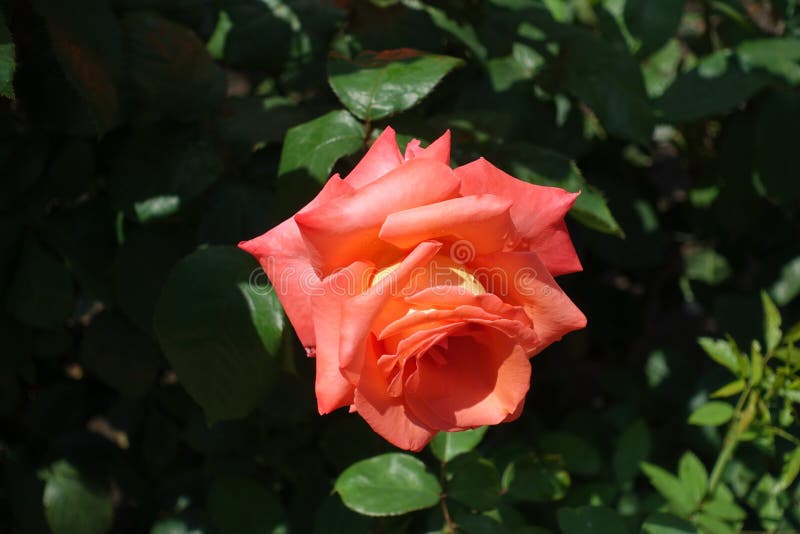 One Salmon Pink Flower of Rose in June Stock Image - Image of leafage ...