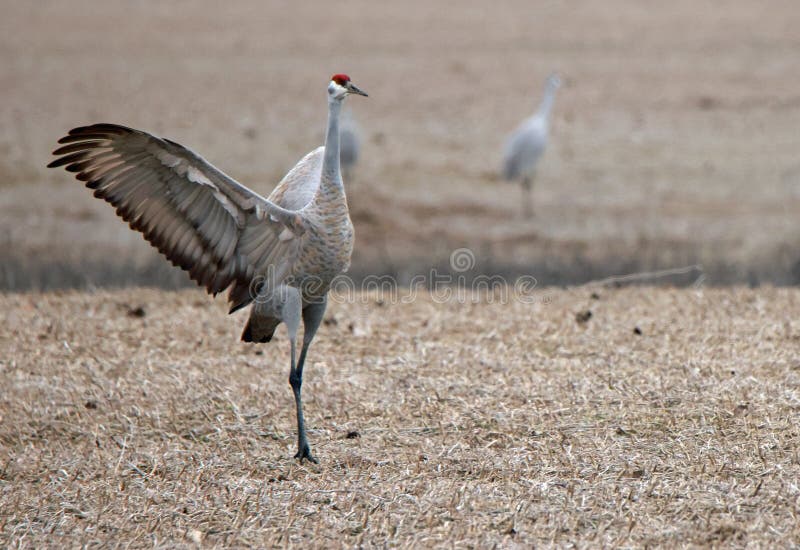One Sandhill Crane with Wings Spread Stock Image - Image of waterfowl ...