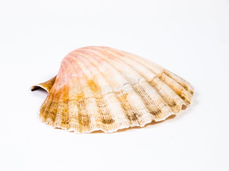 Scallop Isolated on the White Background. Stock Image - Image of ...