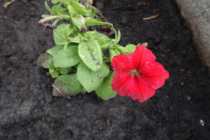 One Scarlet Red Flower of Petunia in August Stock Image - Image of ...