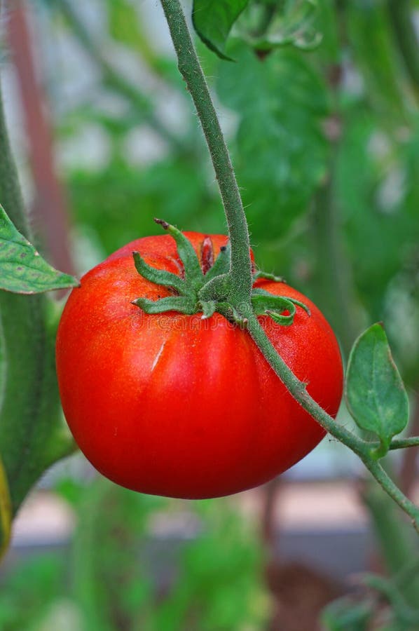 One Scarlet Tomatoes on a Branch in a Greenhouse Stock Photo - Image of ...