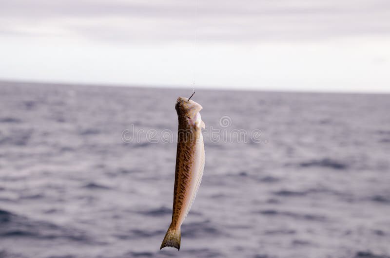 One Sea Fish Hooked stock image. Image of natural, fisherman - 135204515