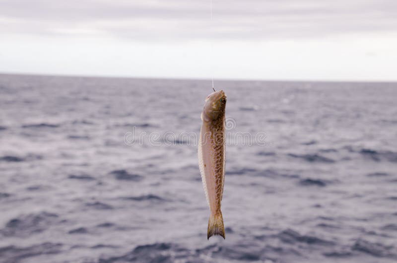One Sea Fish Hooked stock image. Image of catch, line - 105540107