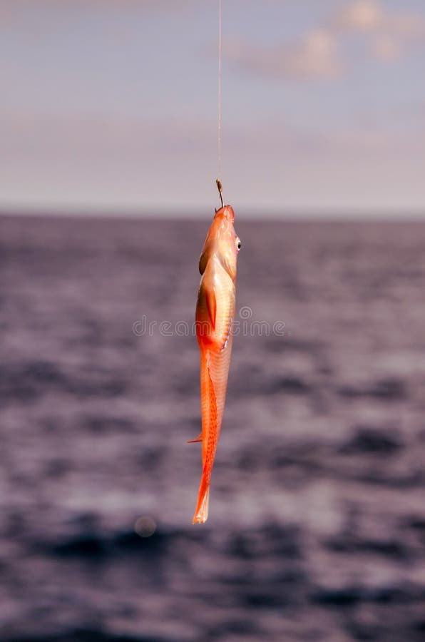 One Sea Fish Hooked stock photo. Image of natural, hook - 216899374
