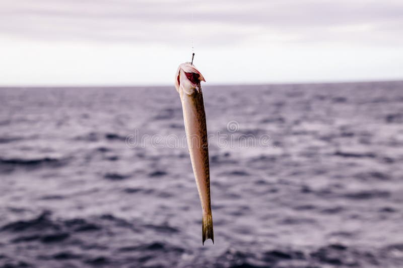 One Sea Fish Hooked stock image. Image of coast, natural - 316407543