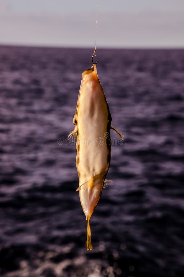 One Sea Fish Hooked stock image. Image of lionfish, coast - 316407687