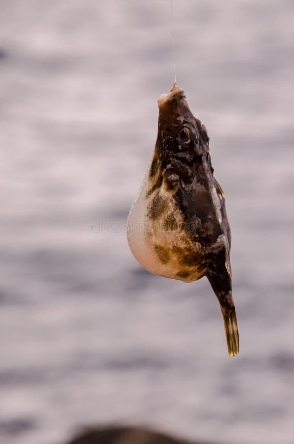 One Sea Fish Hooked stock photo. Image of nature, hook - 46759094