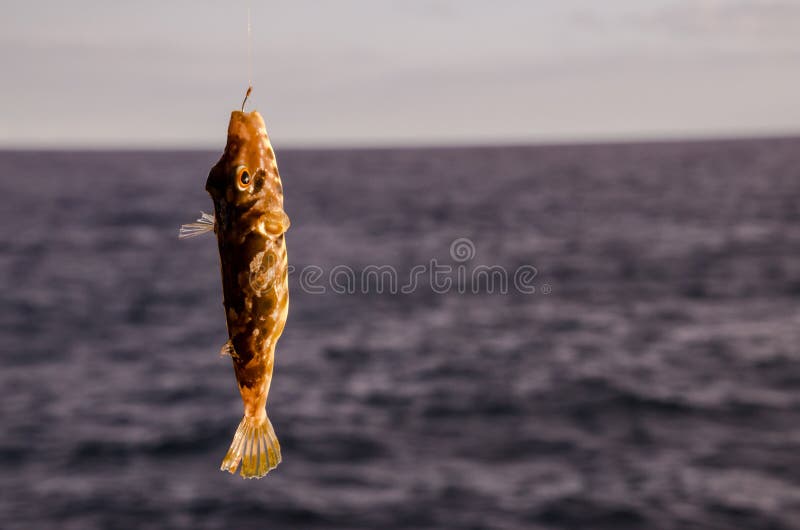 One Sea Fish Hooked stock photo. Image of ocean, animal - 48058110