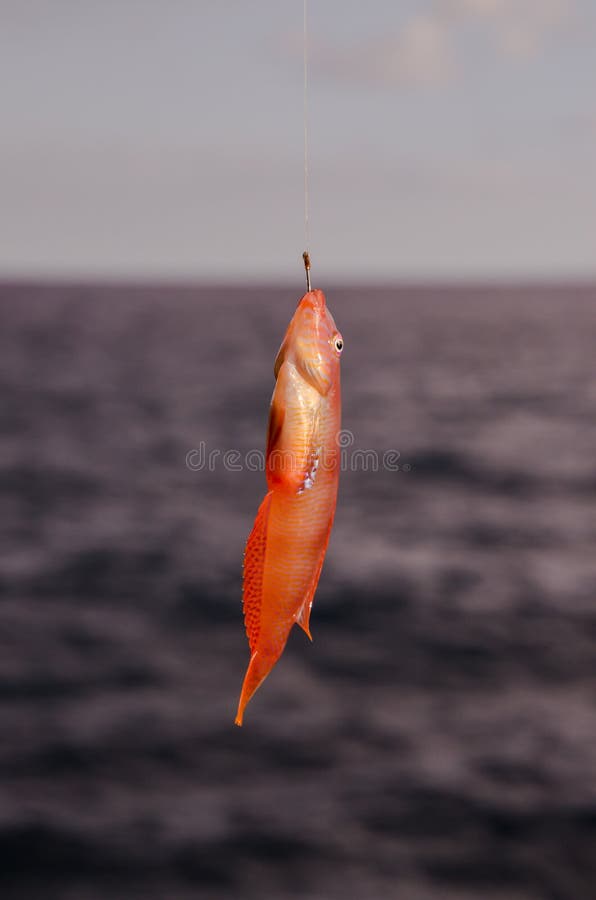 One Sea Fish Hooked stock image. Image of tropical, puffer - 48179691