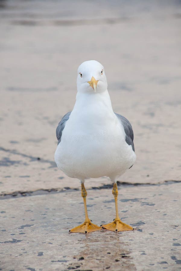 One sea gull front view stock photo. Image of shorebird - 45873924
