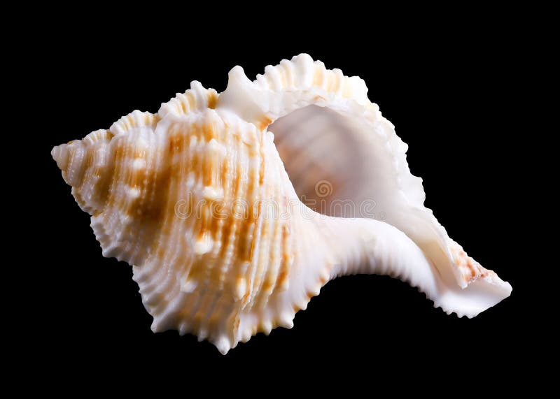 One Sea Shell Isolated on a Black Background. Stock Image - Image of ...