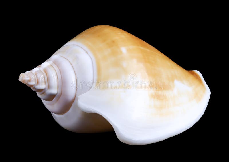 One Sea Shell Isolated on a Black Background. Stock Image - Image of ...