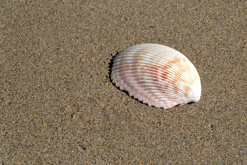Sand and Sea Shell stock photo. Image of sunshine, foam - 3165398