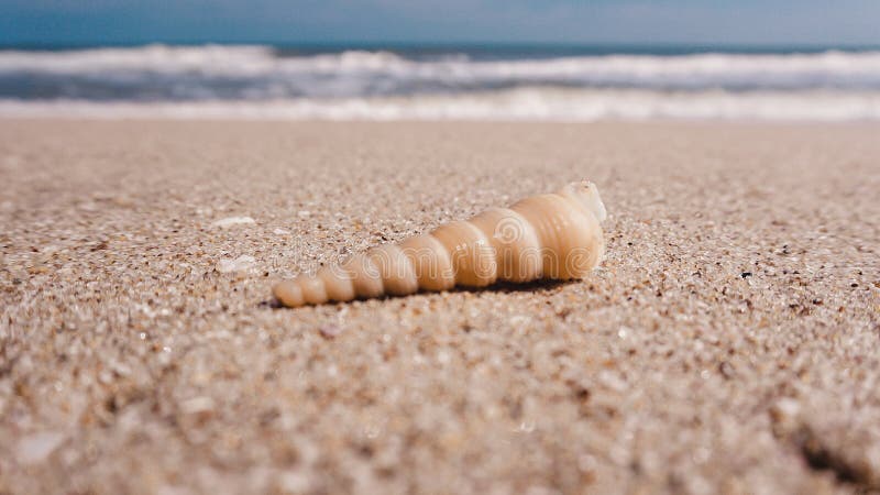 Sea shells in sand stock image. Image of summer, sand - 153849669