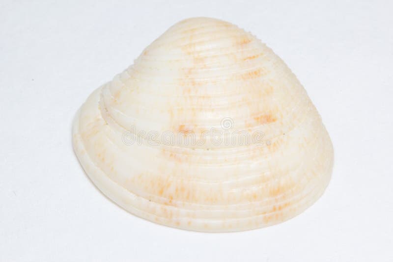 Sea Shells on a White Background Stock Image - Image of oyster, animal ...