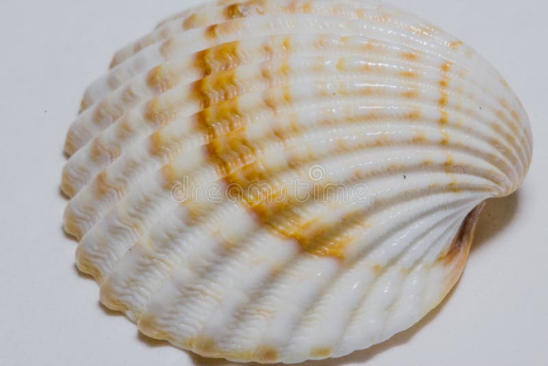Sea Shells on a White Background Stock Image - Image of biology ...