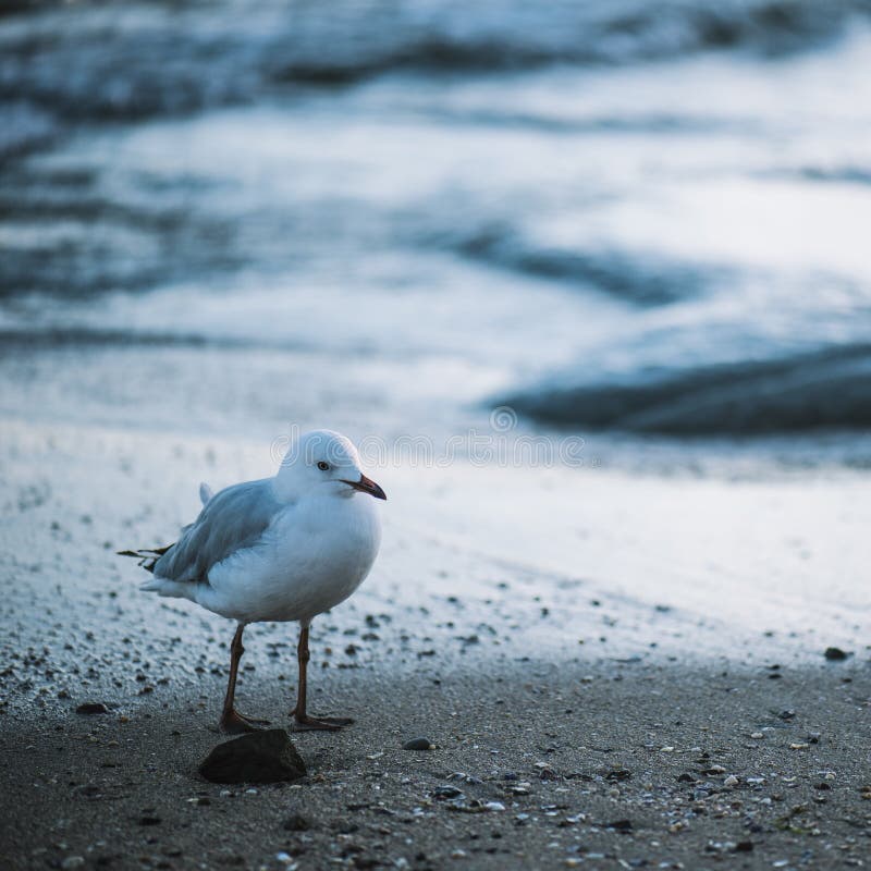 Seagull on the beach. stock photo. Image of wildlife - 109235272