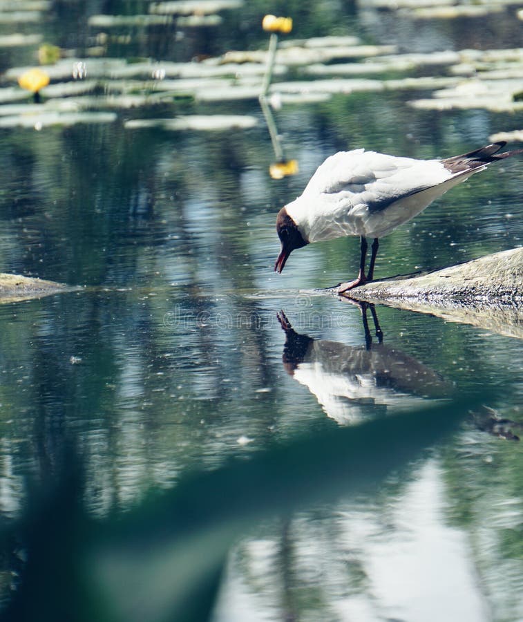One seagull drinking water stock photo. Image of wetland - 249823978