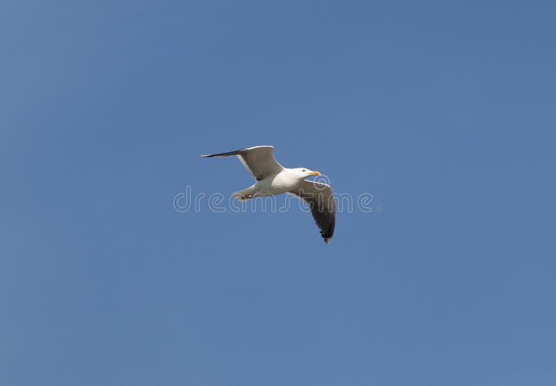 One Seagull Floating in the Wind while Flying at the Beach Stock Photo ...