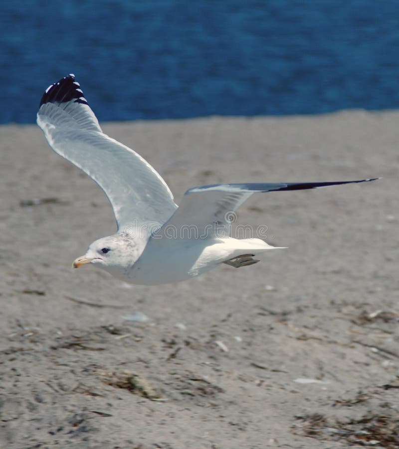One Seagull Flying Over Beach Stock Image - Image of close, beak: 182373299