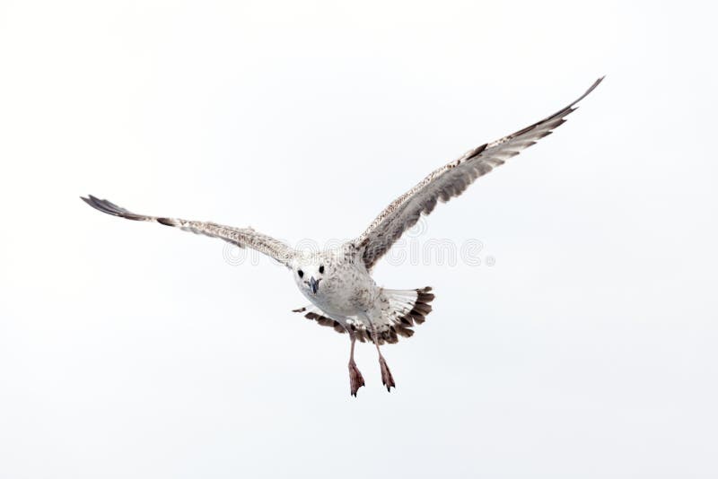 Seagull isolated on white stock image. Image of freedom - 101394127