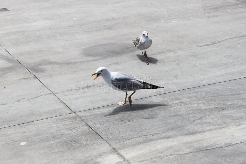 415 Seagull Screaming Stock Photos - Free & Royalty-Free Stock Photos ...
