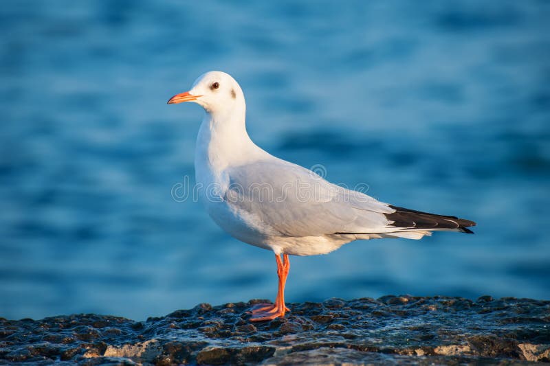 One seagull side view stock image. Image of ocean, coast - 30043885