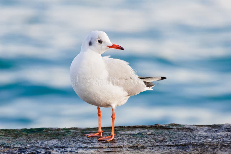 One Seagull, Side View , Looking Back Stock Image - Image of back ...
