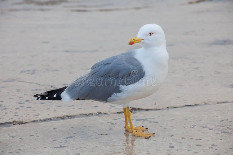 Seagull side view isolated stock photo. Image of plumage - 31987526
