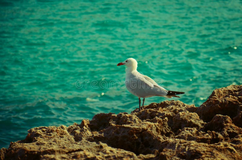 Seagull side view isolated stock photo. Image of plumage - 31987526