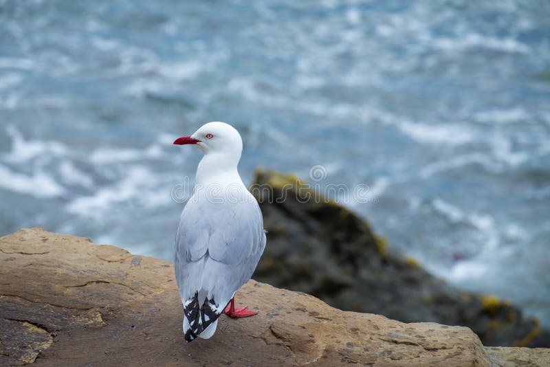 Seagull side view isolated stock photo. Image of plumage - 31987526
